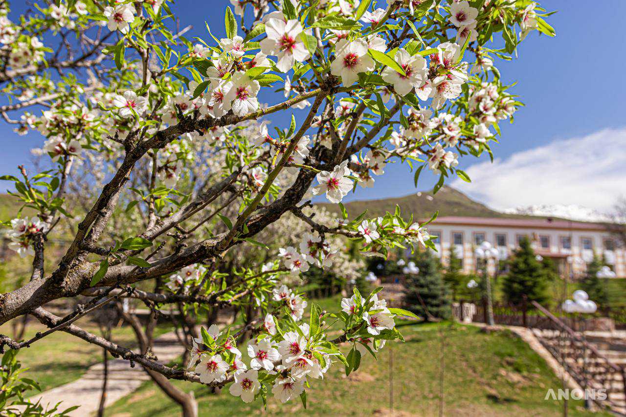 ANONS.uz - Рамазан Хайит в Layner