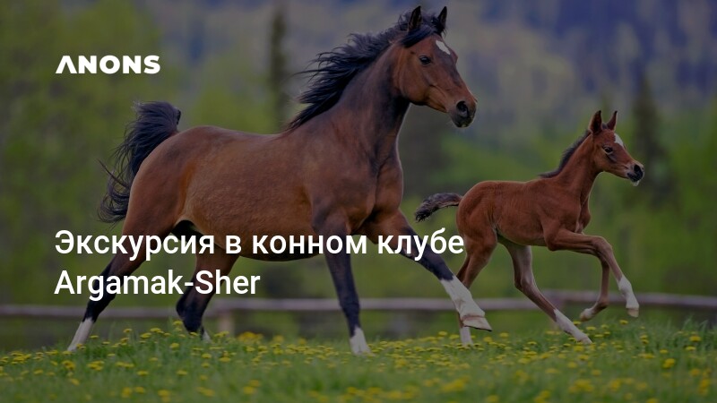 ANONS.uz - Экскурсия в конном клубе Argamak-Sher