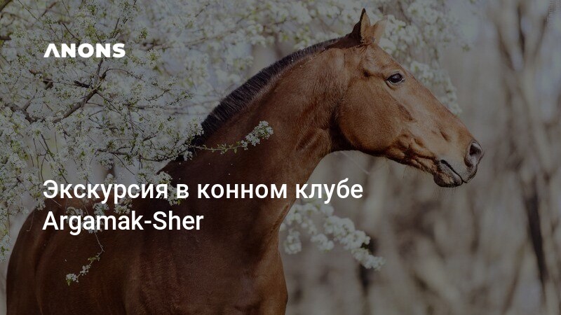 ANONS.uz - Экскурсия в конном клубе Argamak-Sher