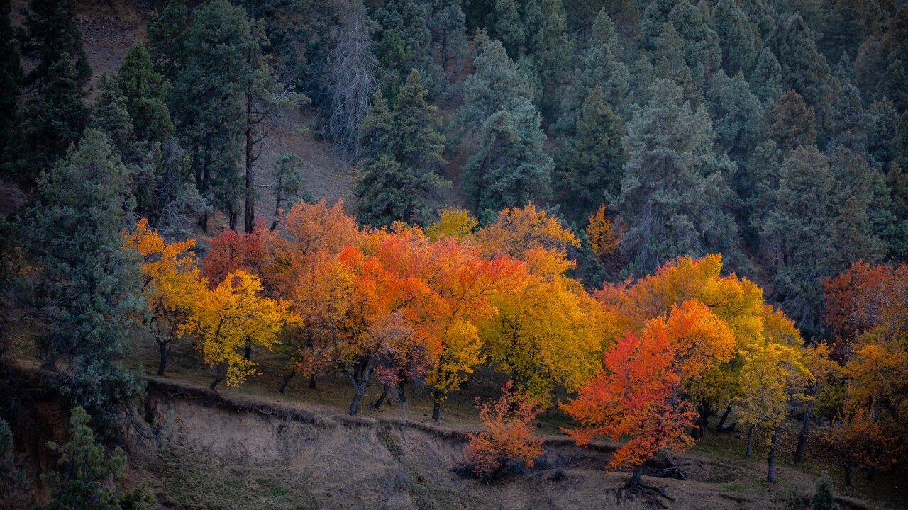 ANONS.uz - В Ташкенте объявили о создании 33-километрового «зелёного» коридора